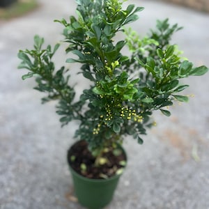 Chinese Perfume Tree, Chinese Rice Flower, in 4", 6" and 10" Pot Aglaia ...