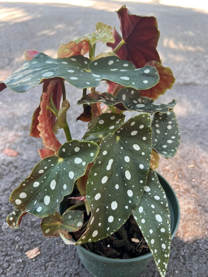 Begonia Maculata in 6" Pot, Polka Dot Plant - Etsy