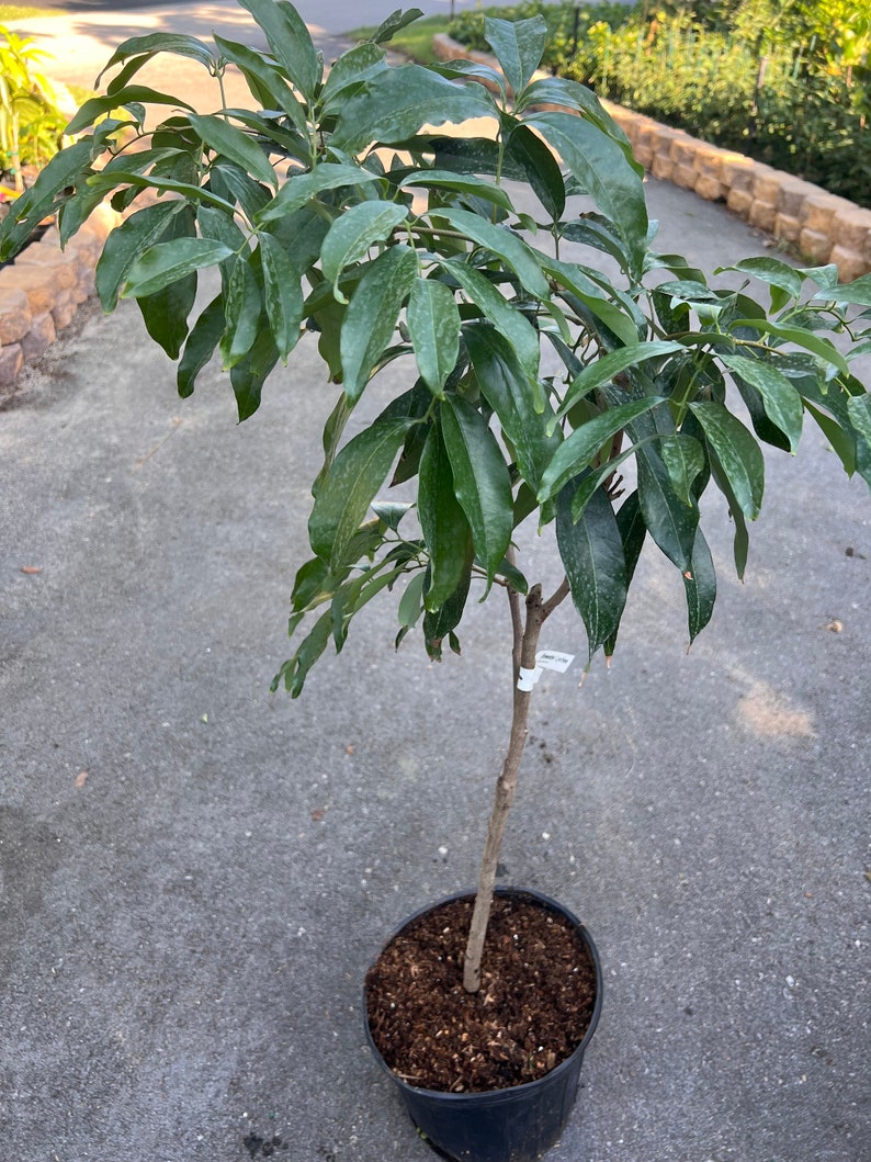 Mauritius Lychee , Litchi Chinensis in 10" Pot, 3 to 4 Ft Tall, Air ...