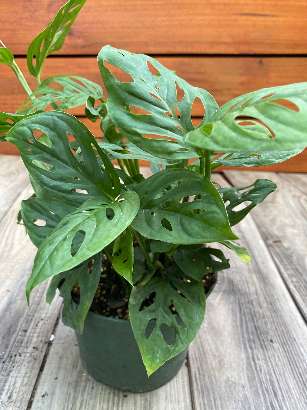 Monstera Adansonii, in 6" Pot, Swiss Cheese - Etsy