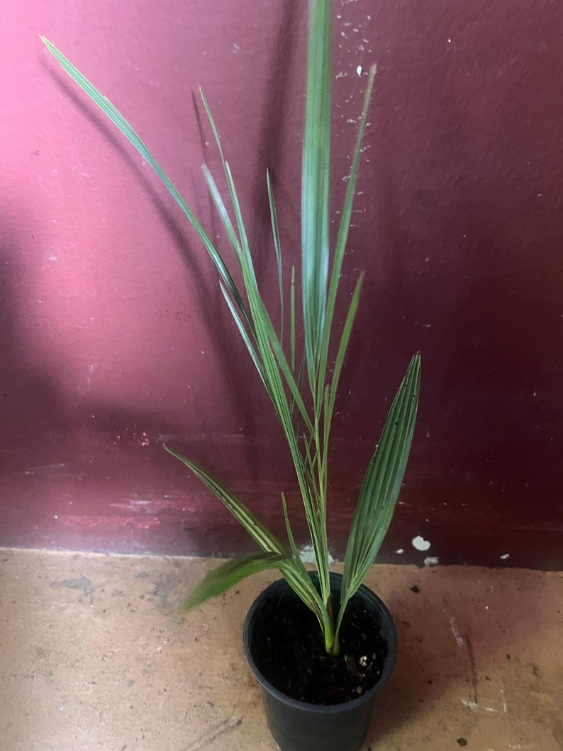 The Canary Palm in 4" Pot, Phoenix Canariensis - Etsy