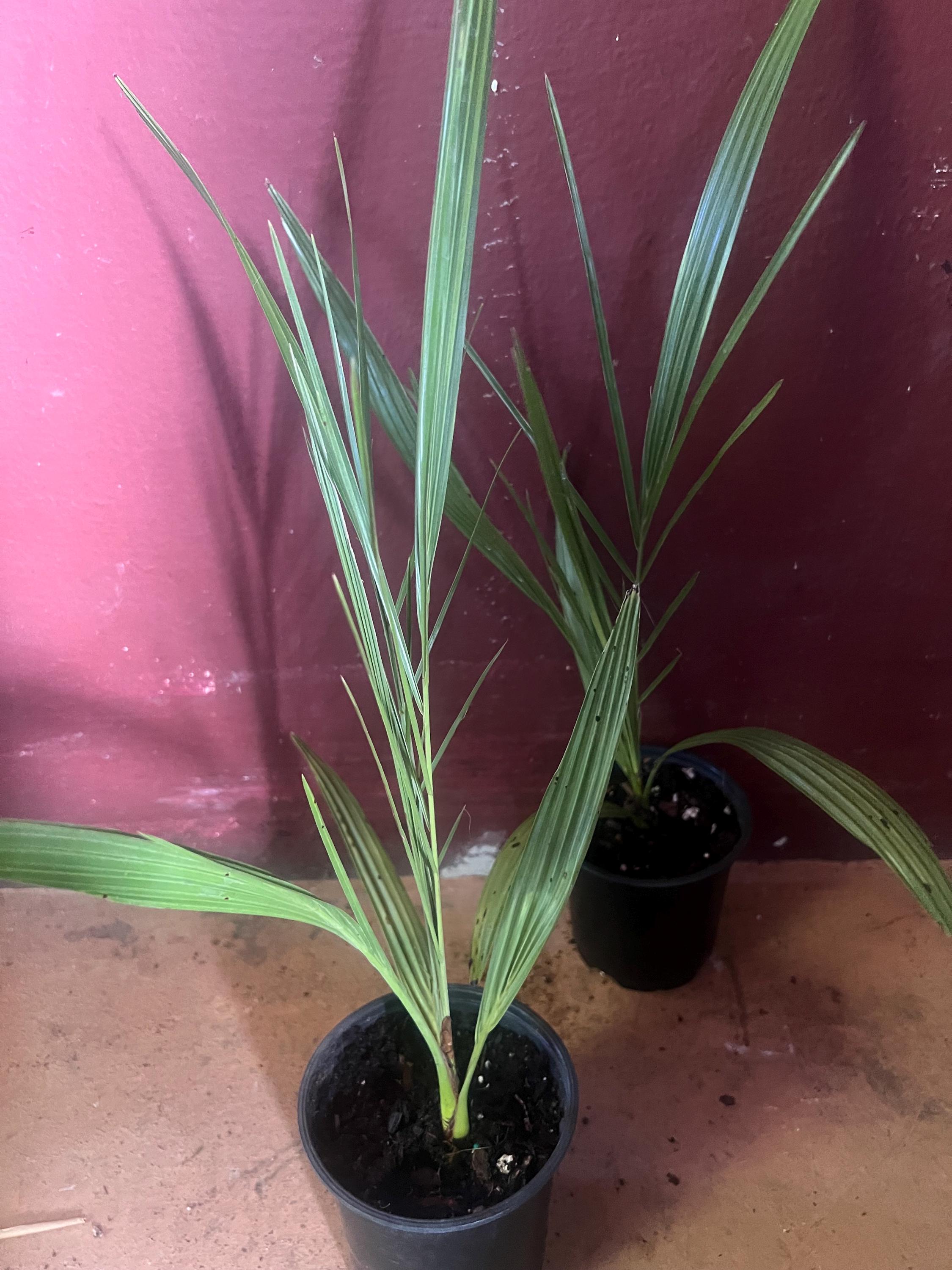 The Canary Palm in 4" Pot, Phoenix Canariensis - Etsy