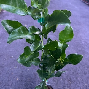 Kaffir Lime Tree - Citrus Hystrix Makrut in 1/2 Gal Pot, Kieffer Lime ...