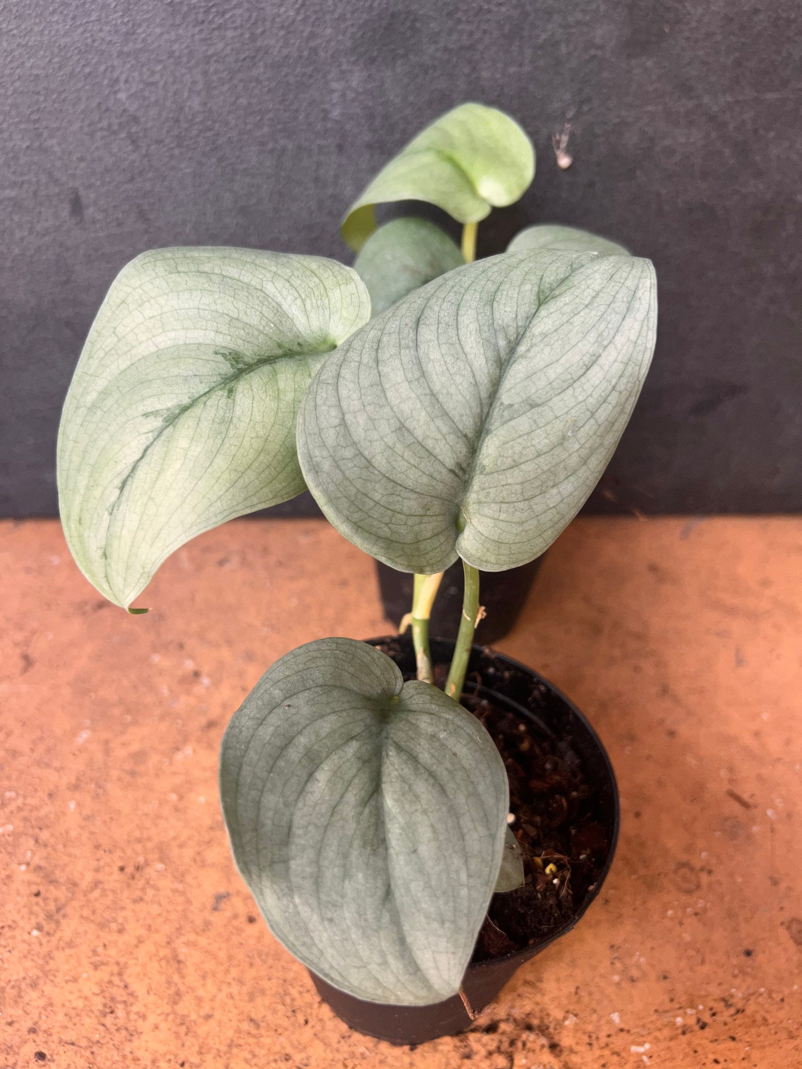 Scindapsus Silver Hero in 4 Pot - Etsy