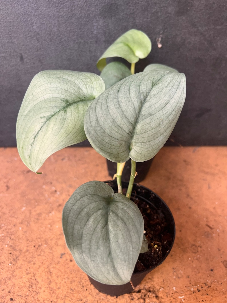 Scindapsus Silver Hero in 4 Pot - Etsy