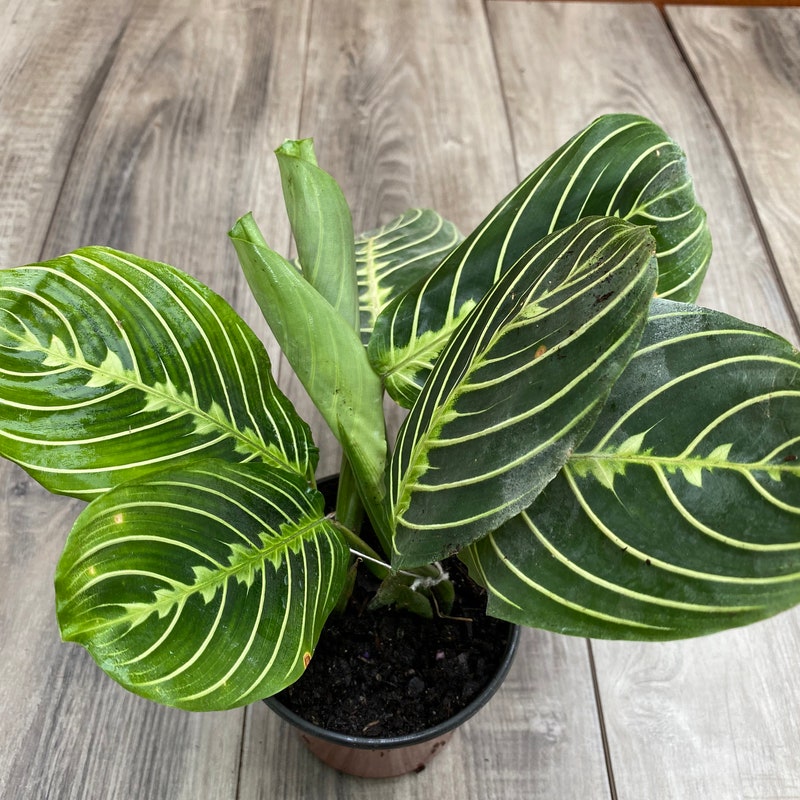 Maranta Lemon Lime - Etsy