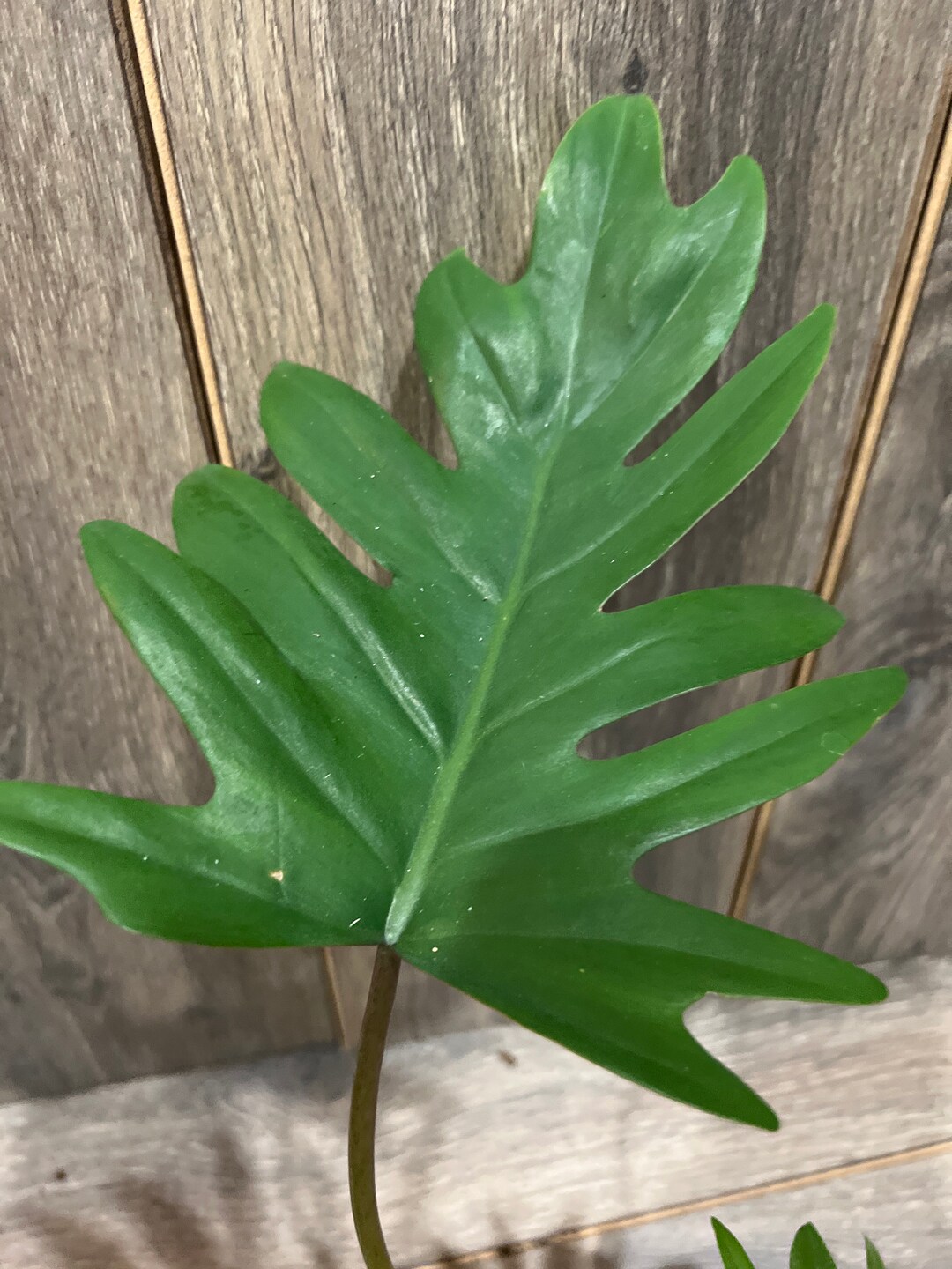 Philodendron Mayoi in 6" Pot, - Etsy