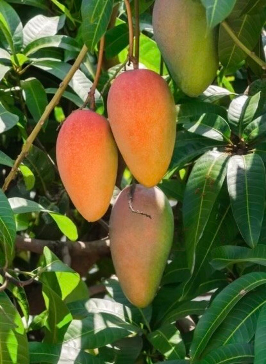 Maha Chanok Mango , Grafted in 3 Gallons or 6 Inch Pot, Rainbow Mango ...