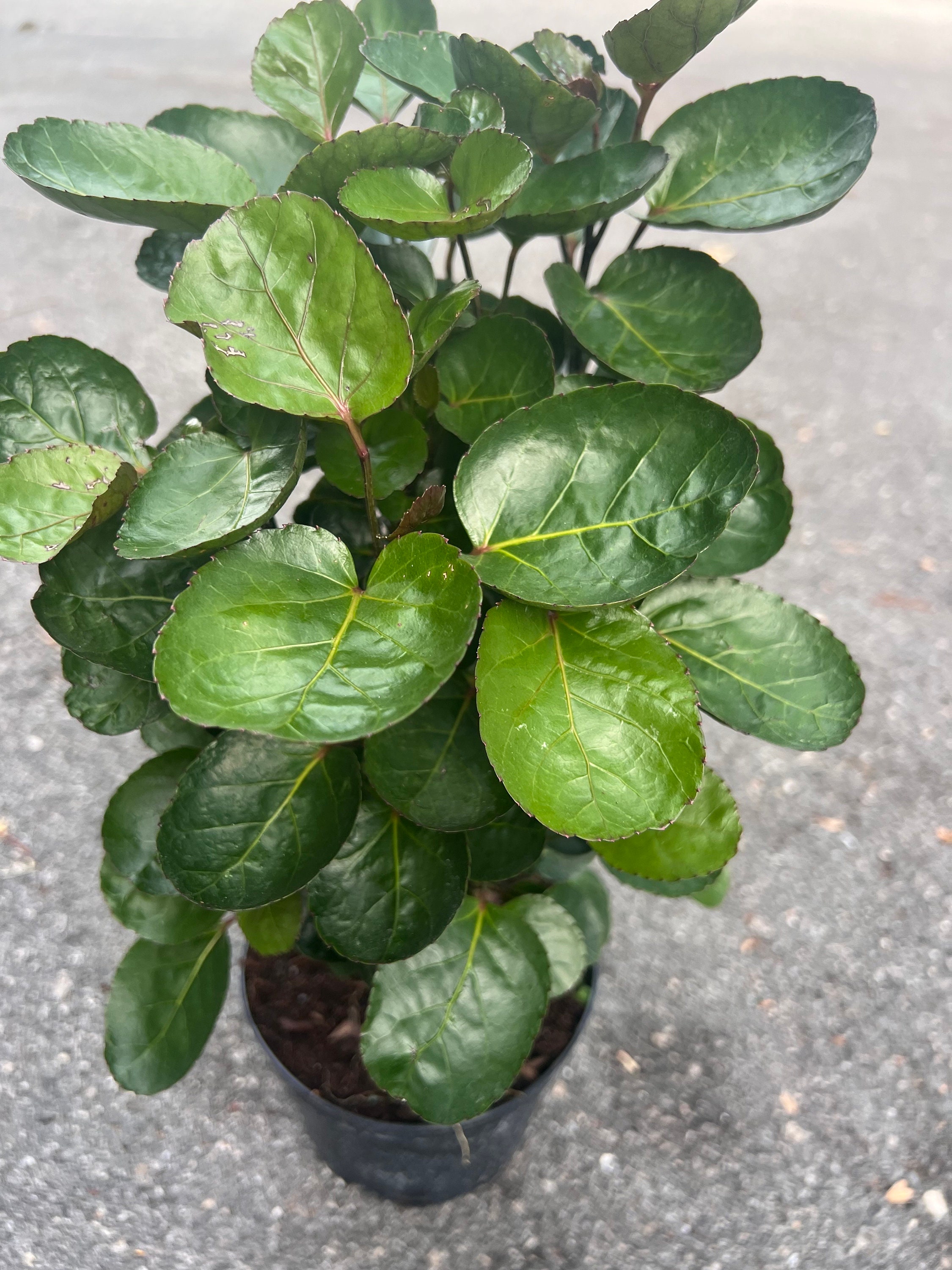 Aralia Fabian Stump 6" Pot - Etsy