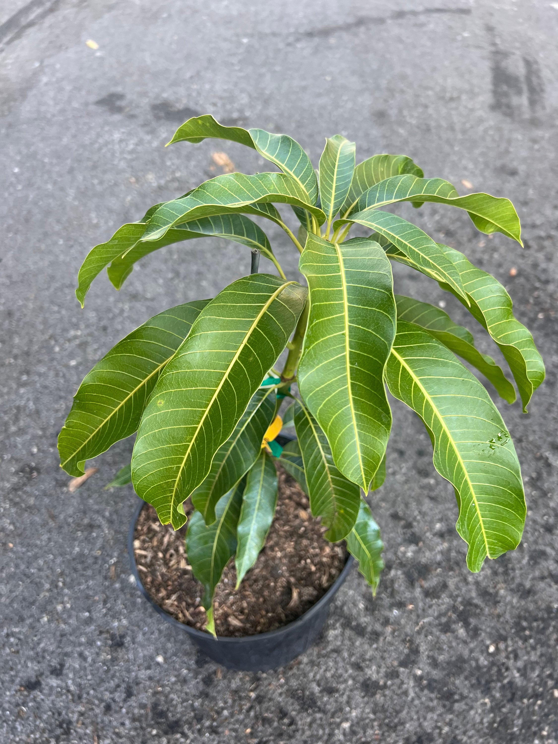 Kesar Mango Tree, Grafted in 3 Gallons Pot, No Ship to HI - Etsy