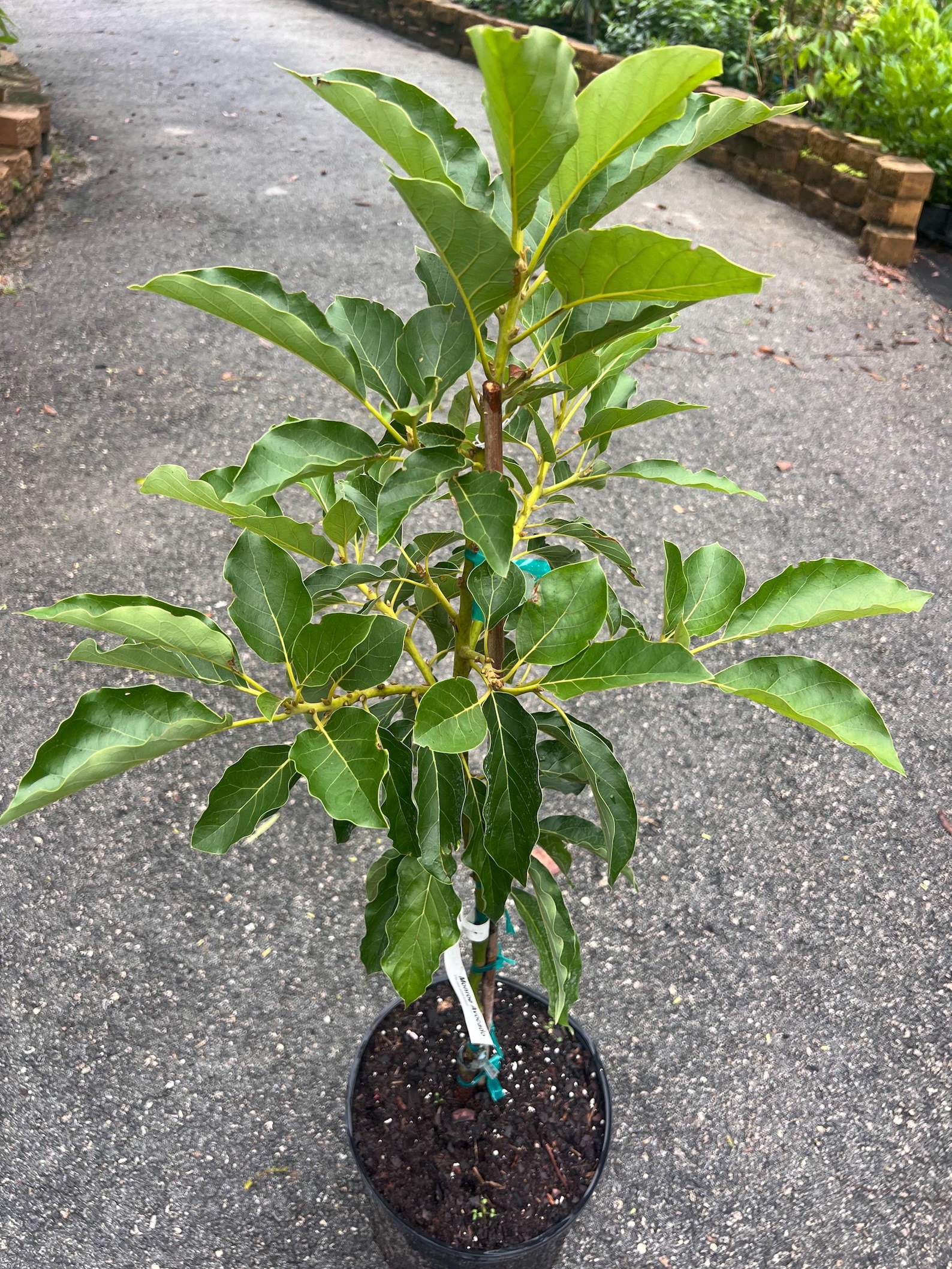 Monroe Avocado Tree , Cold Hardy , Grafted in 3 Gallons Pot, No Ship to ...