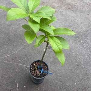 Donnie Avocado Tree , Grafted in 6" Pot - Etsy