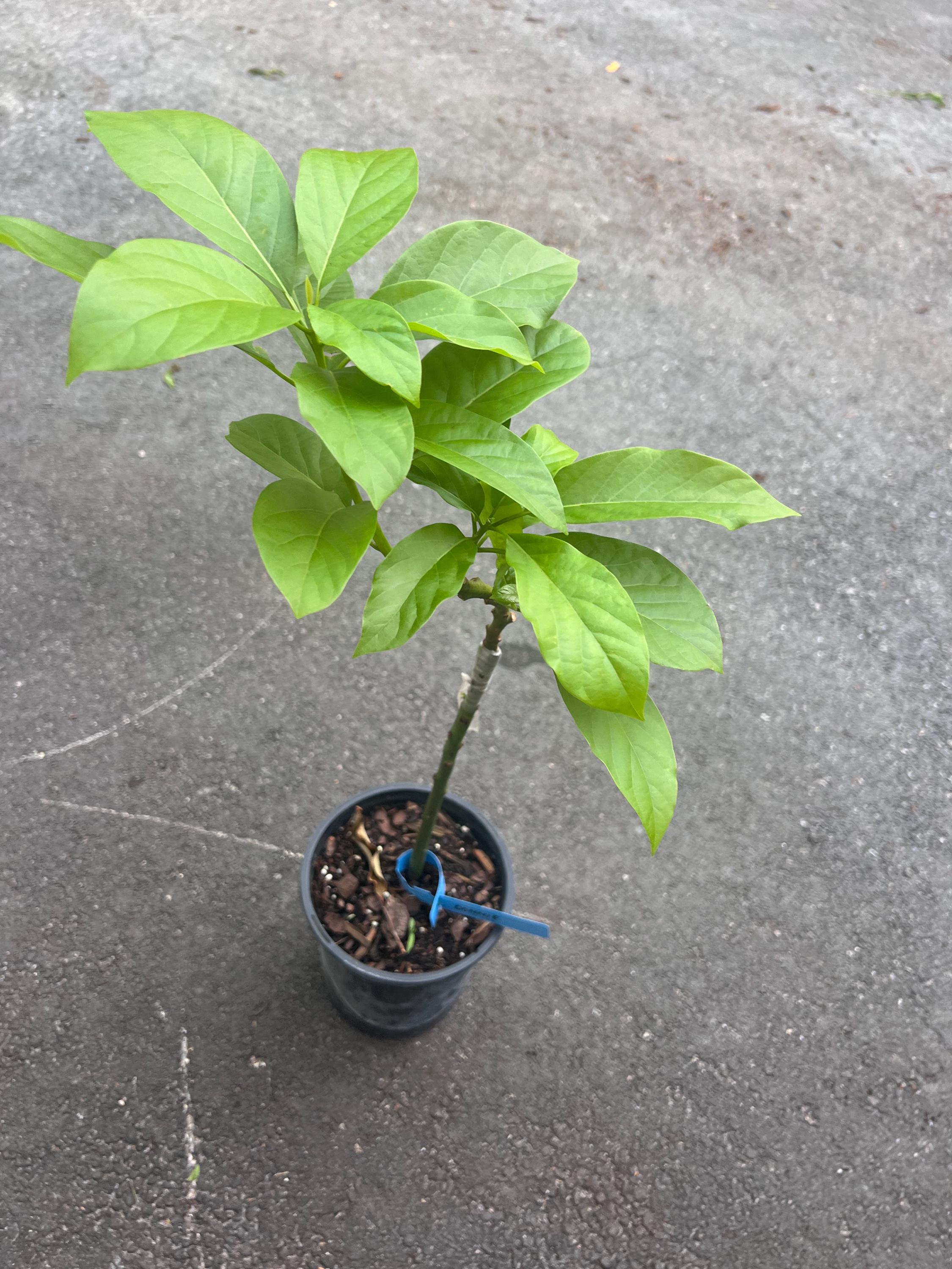 Donnie Avocado Tree , Grafted in 6" Pot - Etsy