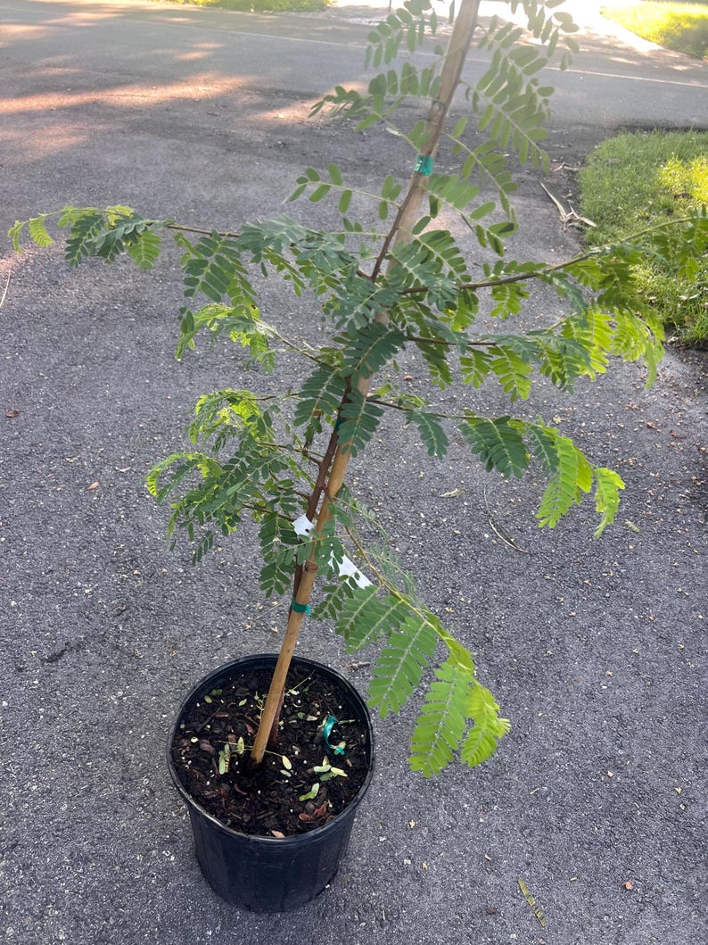 Large Tamarind Tree, Tamarindus Indica in 3 Gallons Pot, Pohon Asem - Etsy