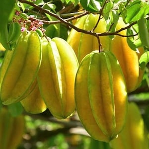 Star Fruit Averrhoa Carambola, Grafted, in 3 Gallons Pot. Kary ...
