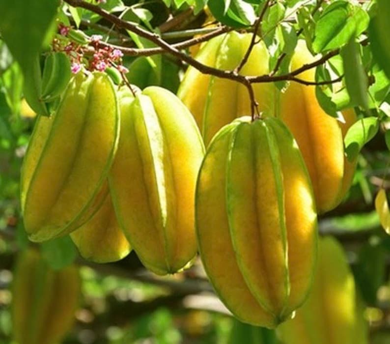 Star Fruit Averrhoa Carambola, Grafted, in 3 Gallons Pot. Kary ...