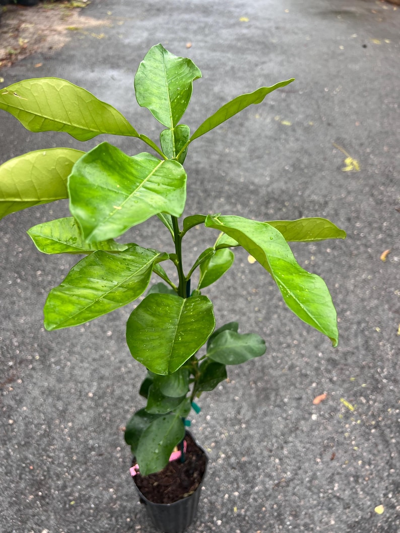 Hirado Pummelo Tree in Half Gallon, Grafted , Jeruk Bali. FLORIDA ...