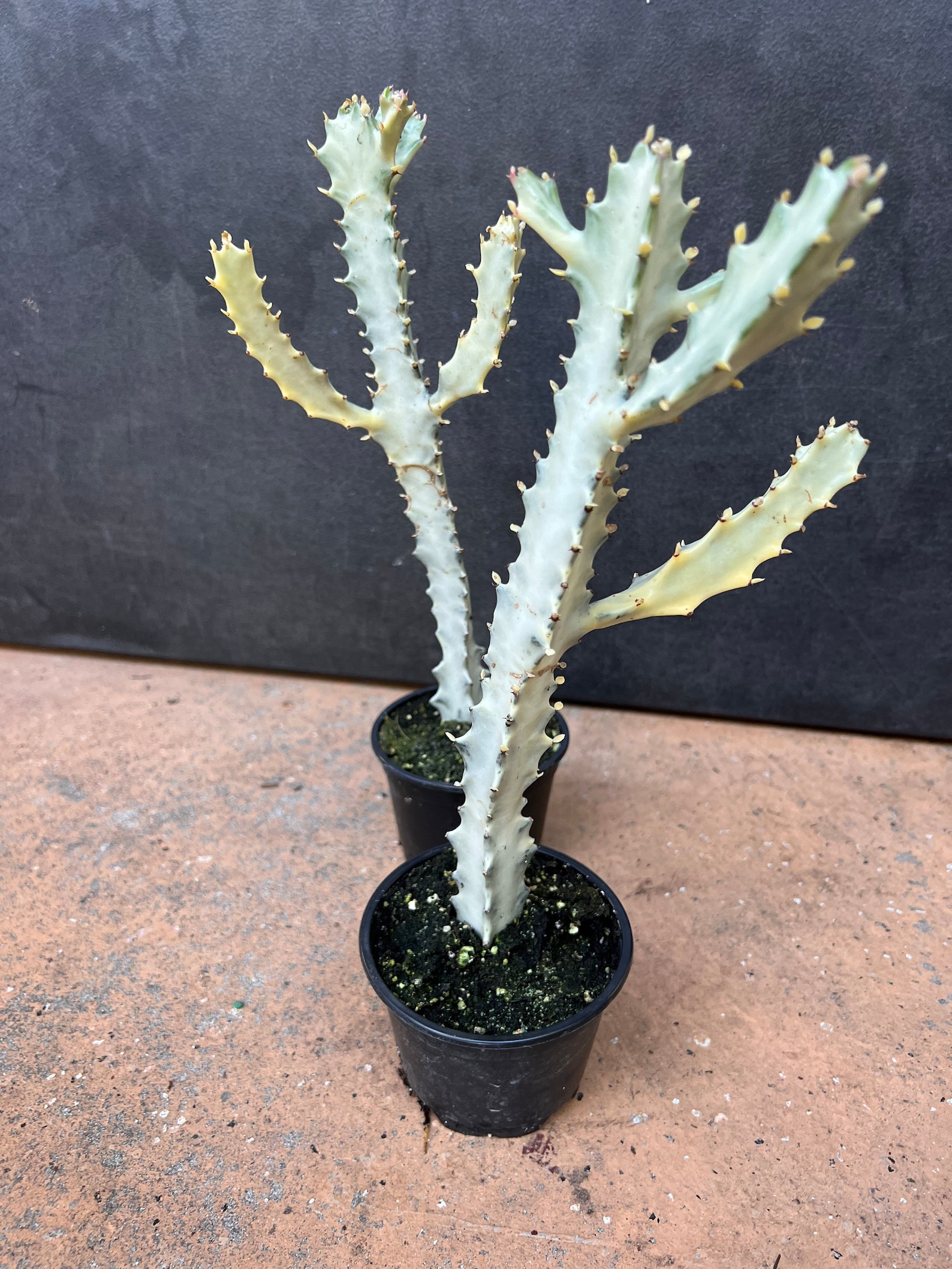 Ghost Cactus White Variegated Euphorbia Lactea Rare Cactus - Etsy