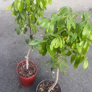 Kohala Longan in 10" Pot, 3 to 4 Ft Tall, Air Layered, Lengkeng ...
