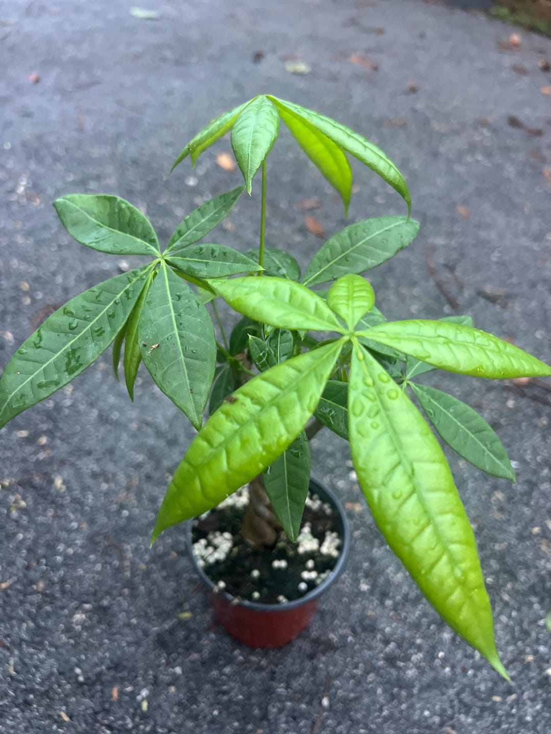 Braided Money Tree Plant - Pachira Aquatica - 4" Pot or 6" Pot - Etsy