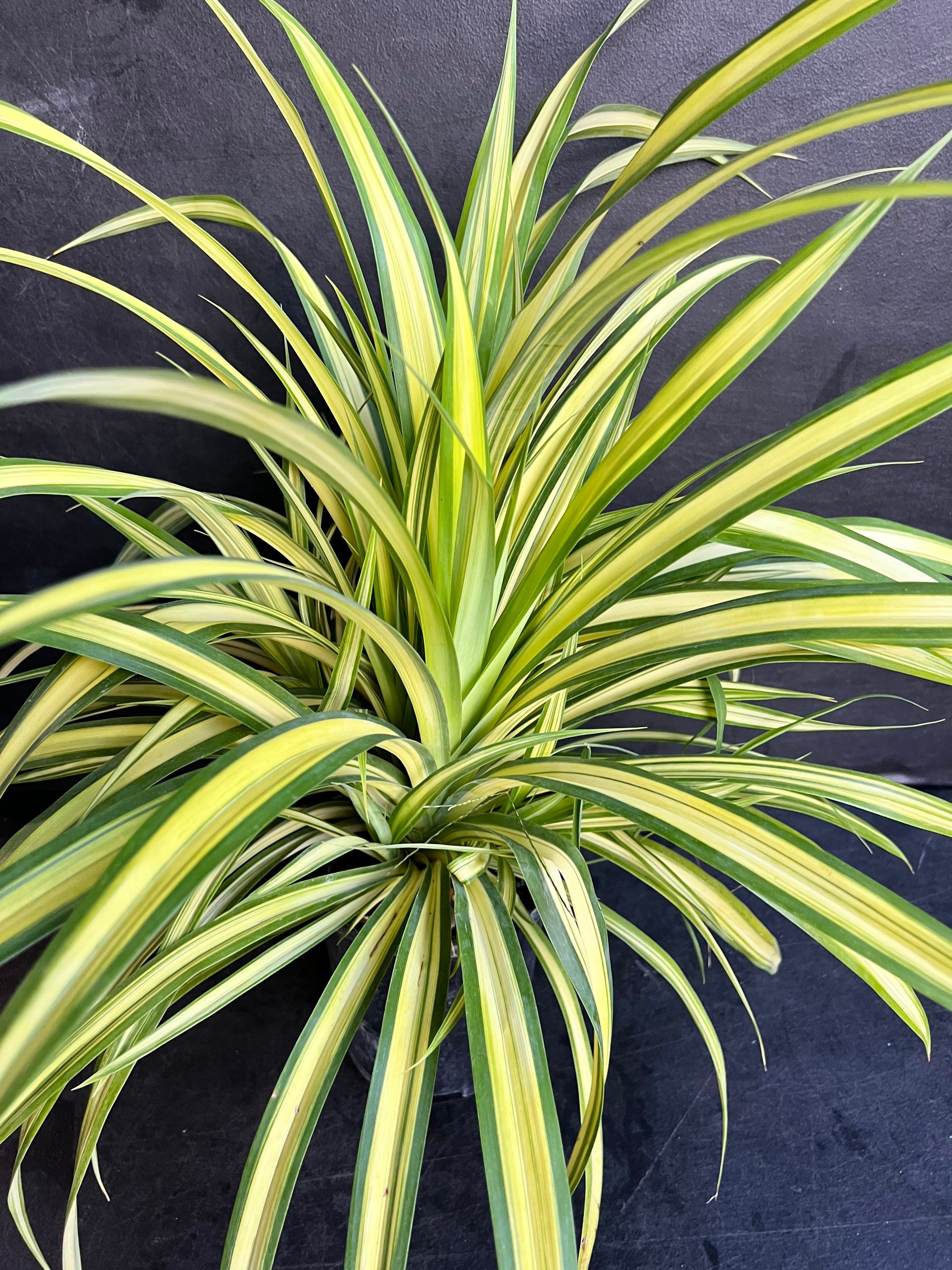 Large Pandanus Baptistii Aureus Variegated Dwarf Pandanus in - Etsy