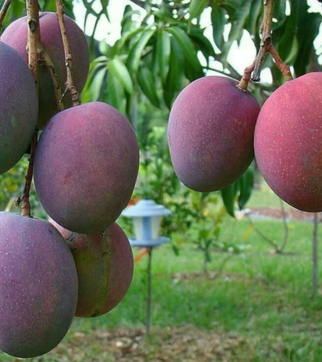 Tommy Atkins Mango Tree. Grafted in 3 Gallons Pot, No Ship to HI - Etsy