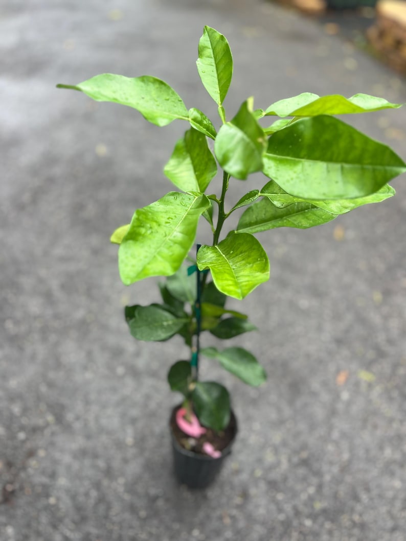 Hirado Pummelo Tree in Half Gallon, Grafted , Jeruk Bali. FLORIDA ...