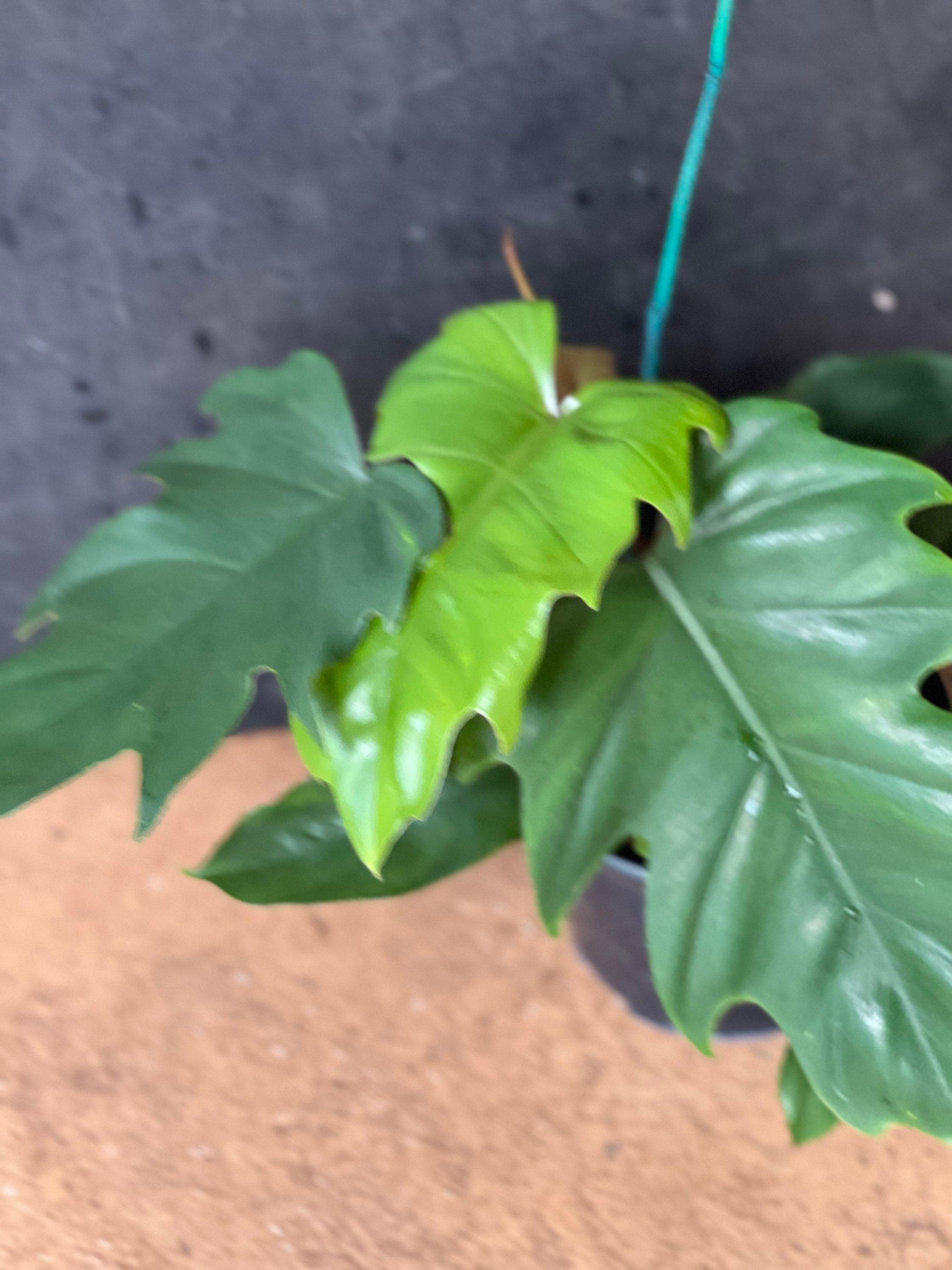 Philodendron Mayoi in 6 Pot - Etsy