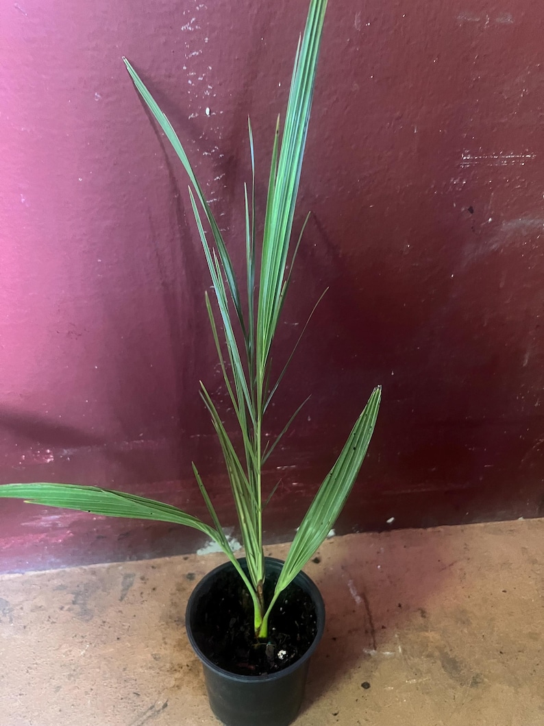 The Canary Palm in 4" Pot, Phoenix Canariensis - Etsy
