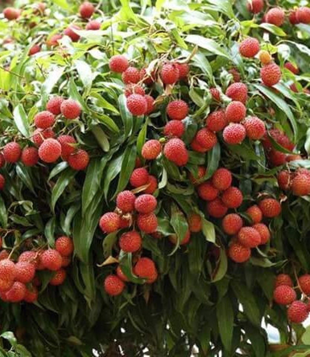 Large Sweetheart Lychee in 10" Pot, Air Layered, No Ship to HI - Etsy