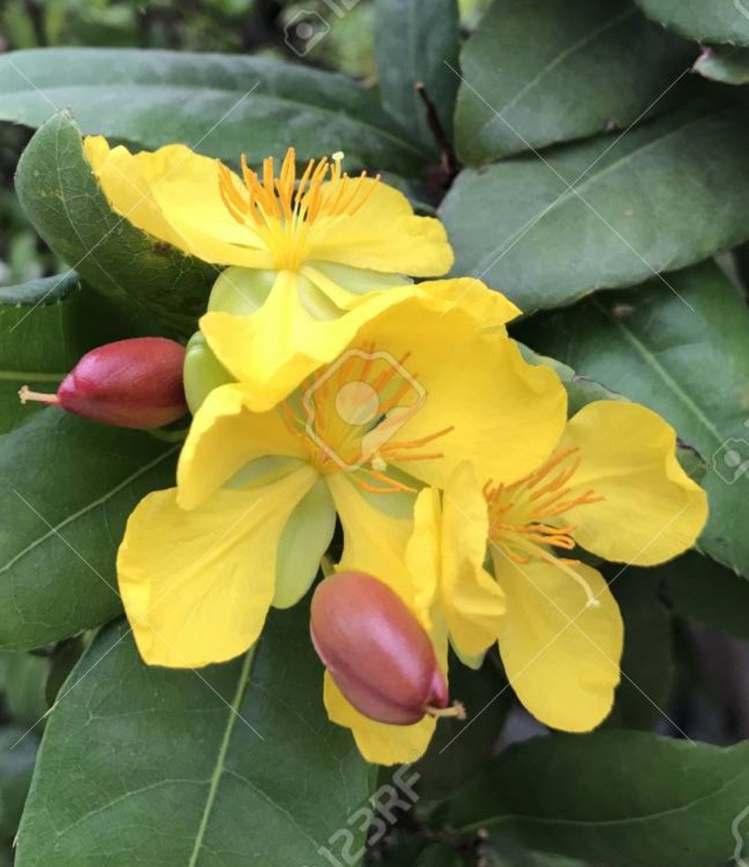 Ochna Serrulata, Mickey Mouse Plant in 4" Pot - Etsy
