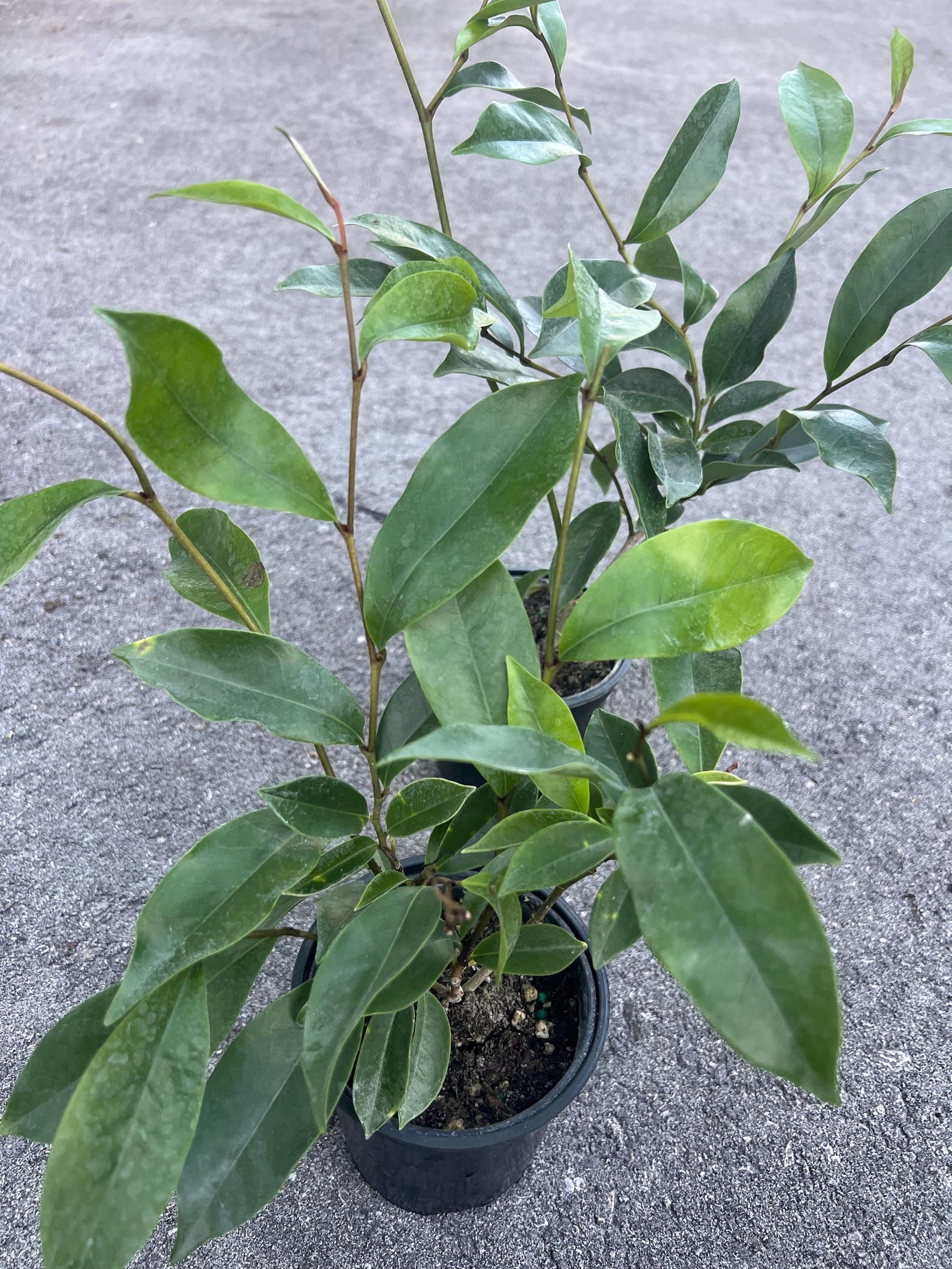 Magnolia Figo, Michelia Figo – Banana Shrub in 4" Pot - Etsy