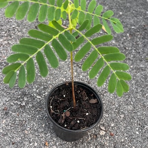 Large Tamarind Tree, Tamarindus Indica in 4 Pot, Pohon Asem - Etsy