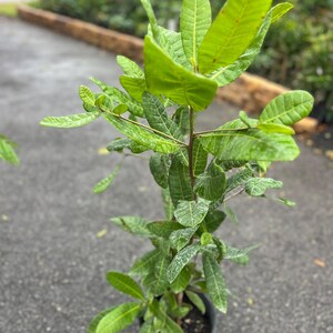 Large, Yellow Cashew Plant in 10" Pot, Jambu Monyet - Etsy