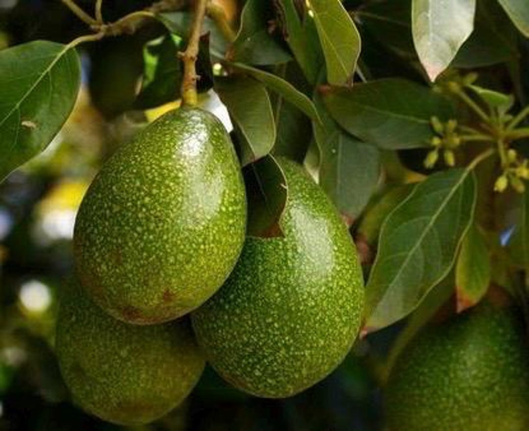 Marcus Pumpkin Avocado Tree , “cold Hardy” Grafted in 3 Gallons Pot, No ...