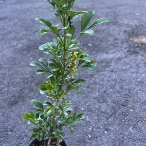 Chinese Perfume Tree, Chinese Rice Flower, in 4", 6" and 10" Pot Aglaia ...