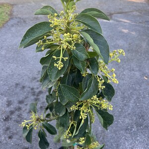 Donnie Avocado Tree , Grafted in 3 Gallon Pot, No Ship to HI - Etsy