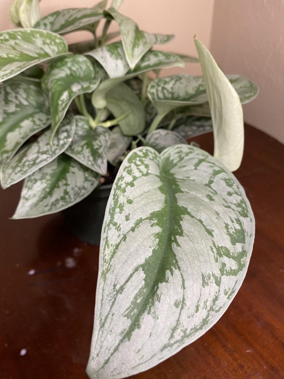 Pothos Exotica Scindapsus Pictus EXOTICA Satin Pothos Philodendron ...