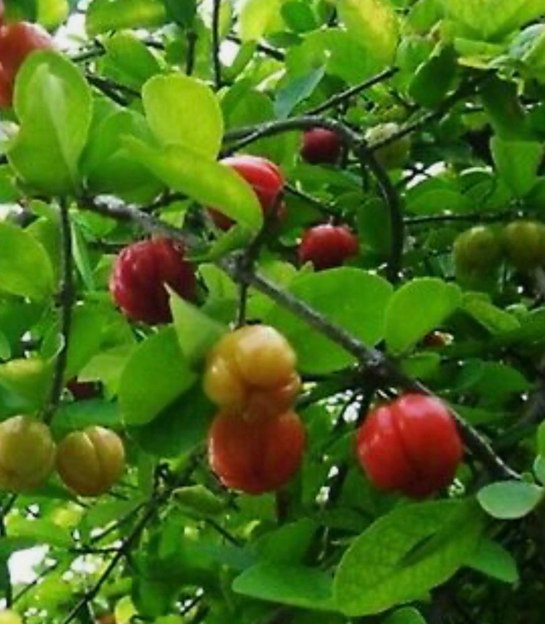 Large Acerola Cherry, Barbados Cherry Plant in 10 " Pot, No Ship AZ, CA ...