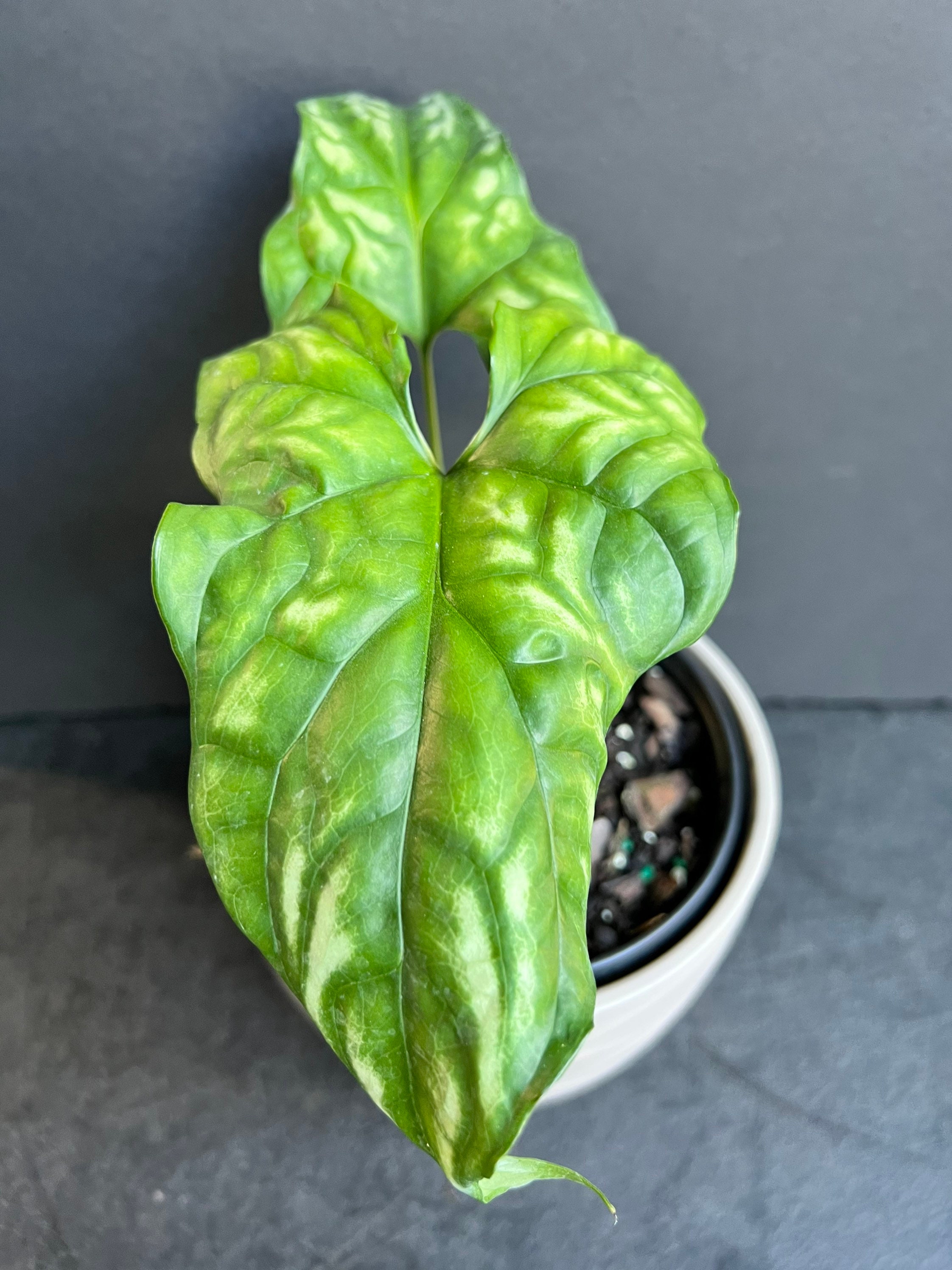 Cercestis Mirabilis in 6 Pot - Etsy