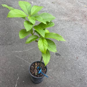 Donnie Avocado Tree , Grafted in 6" Pot - Etsy