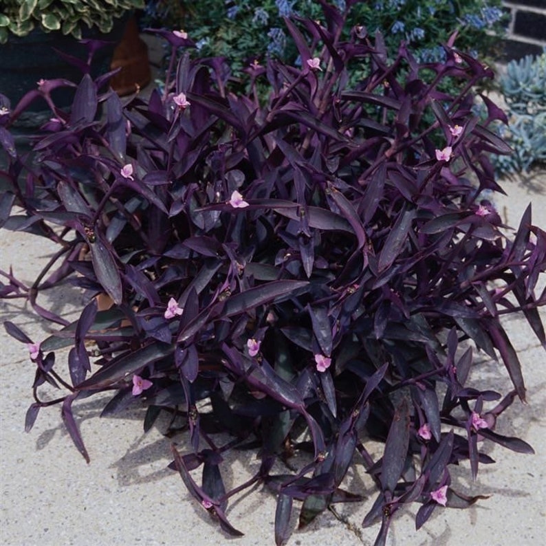 Live Purple Heart Wandering Jew house plants in 4 pot | Etsy Live Purple Heart Wandering Jew house plants in 4 pot | Etsy