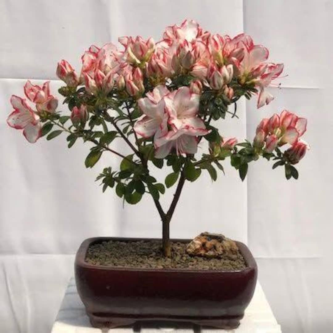 Flowering Azalea Bonsai Tree - Etsy
