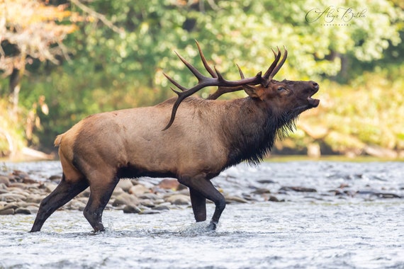 Elk Bull Call