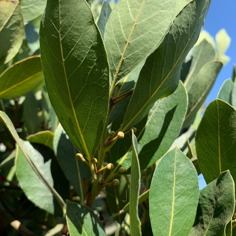 Bay Leaf Tree Plant Live - Etsy