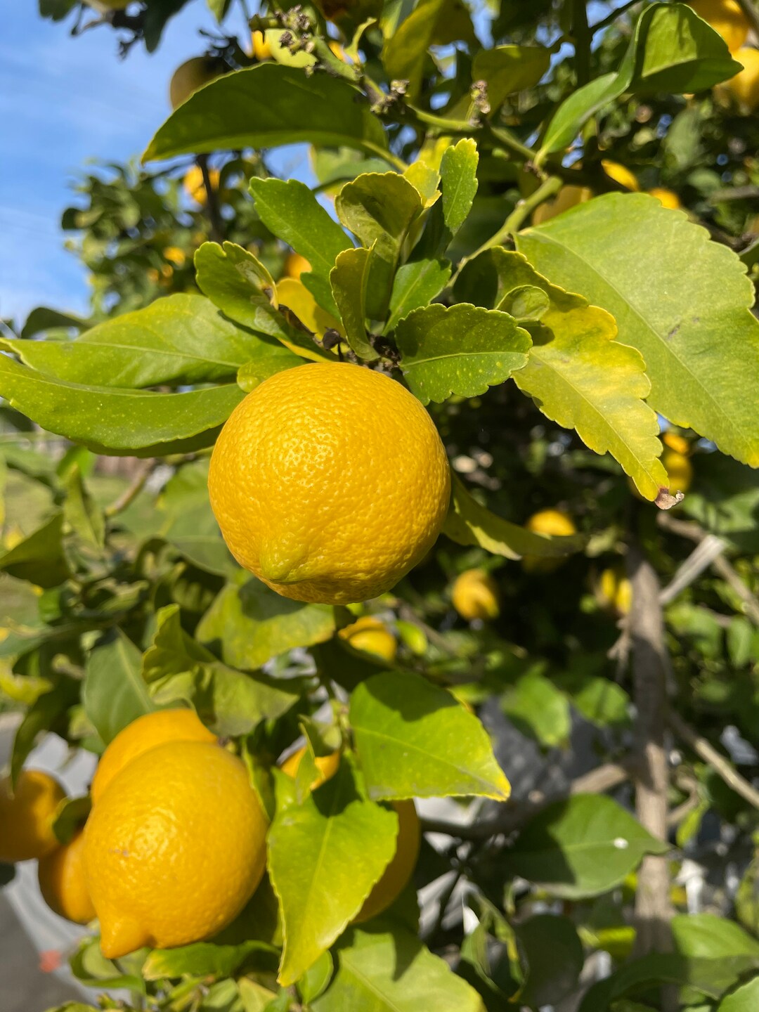 Organic Fresh Lemons From Southern California, 5 Pounds. Free Shipping ...
