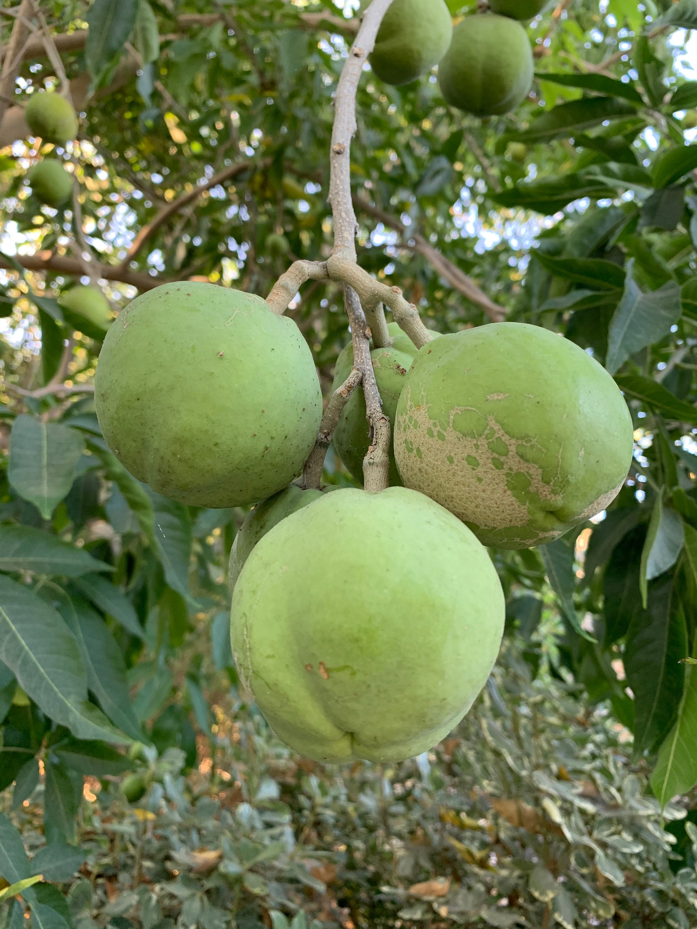 WHITE SAPOTE fruit 6 pounds. Southern California Fresh | Etsy