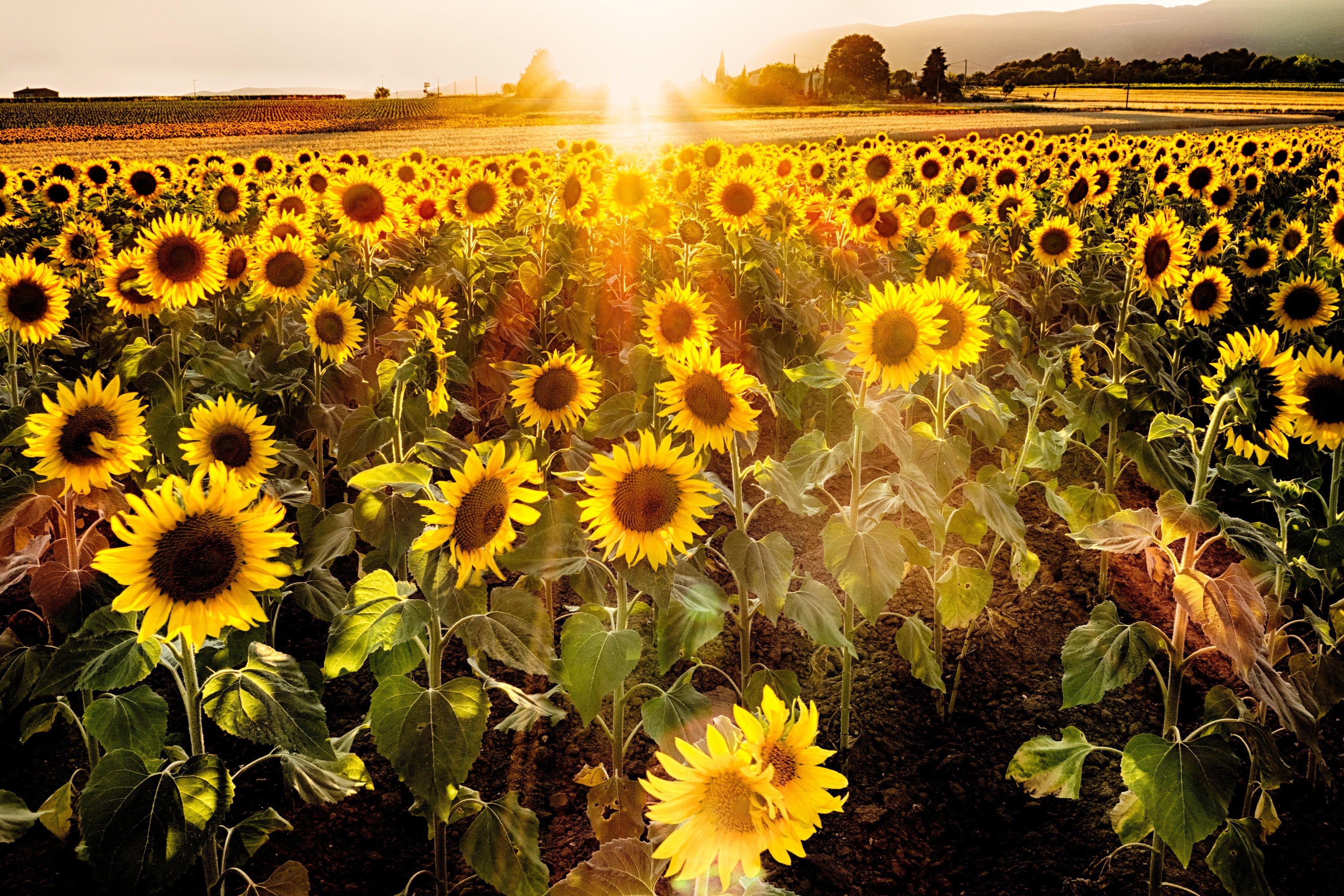 Sunflower Field Sunset