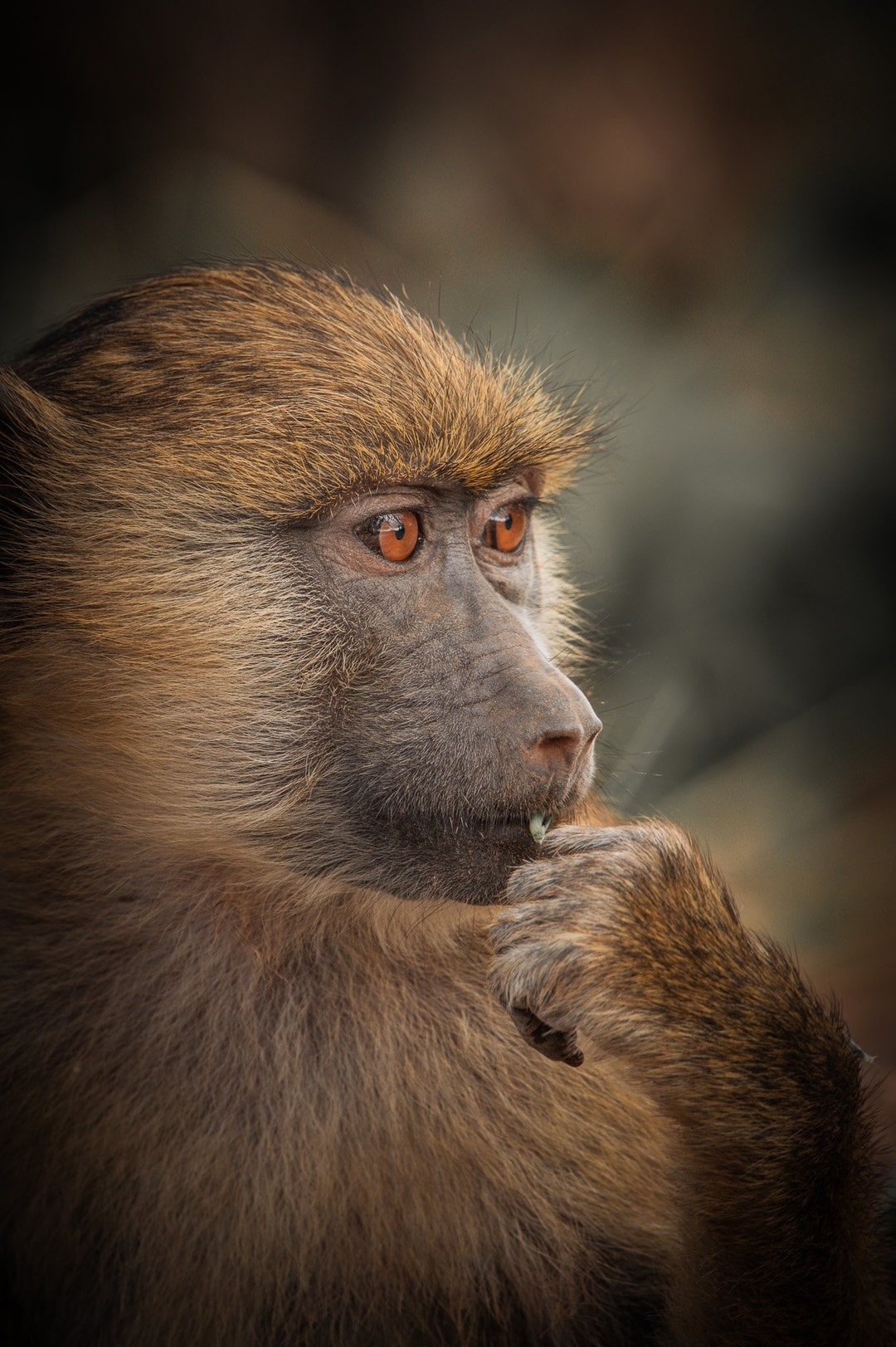 Olive Baboon | Monkey - Etsy