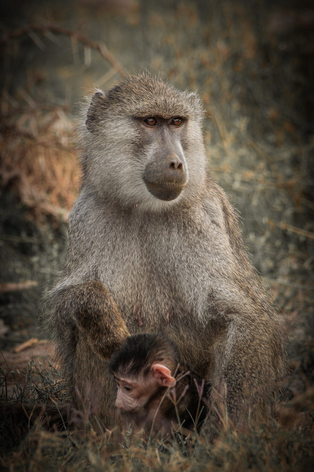Olive Baboon Monkey - Etsy